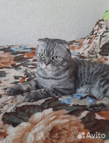 Кот бесплатно