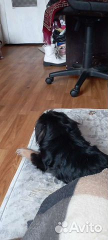 Собака пекинес ищет друга для отношений/вязка