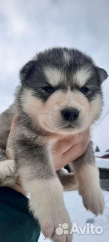 Аляскинский маламут щенки