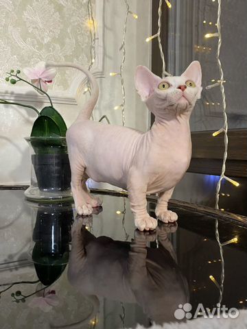 Девочка бамбино