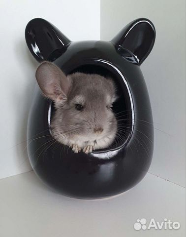 Шиншилленок мальчик фиолет 100 нкпа 2 мес