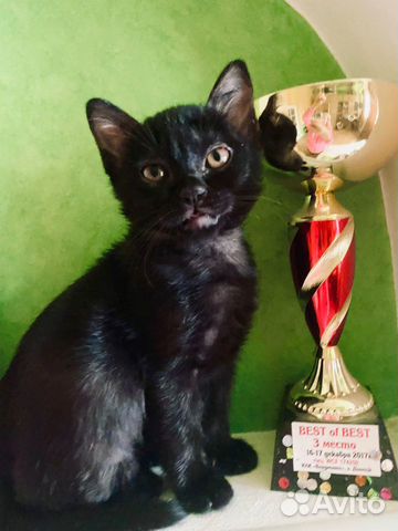 Бомбейские котята