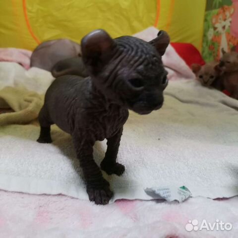 Эльфы с документами