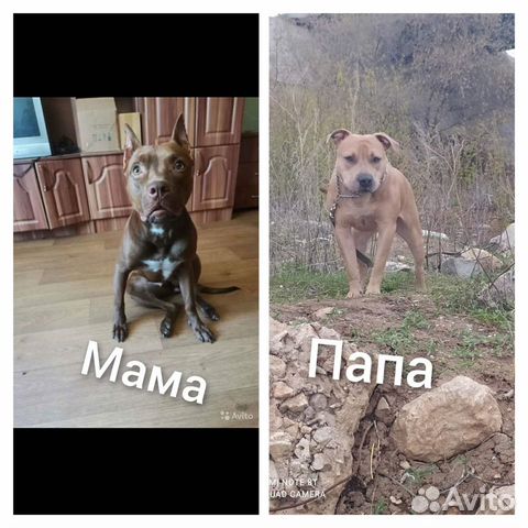 Ожидаются щенки породы Питбуль