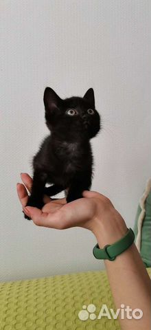 Норвежский лесной котенок