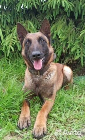 Малинуа вязка