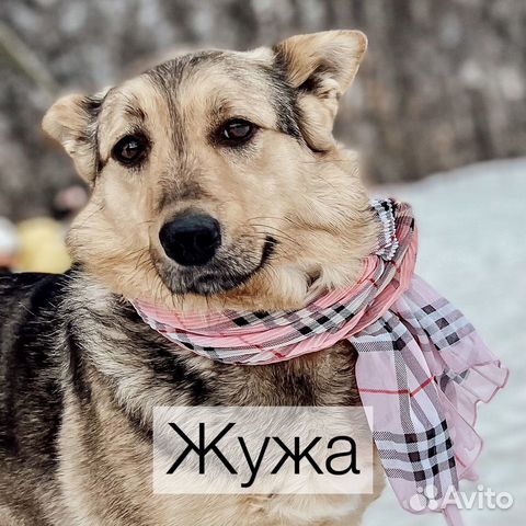 Малышка Жужа, ваш верный компаньон, отдам в хороши