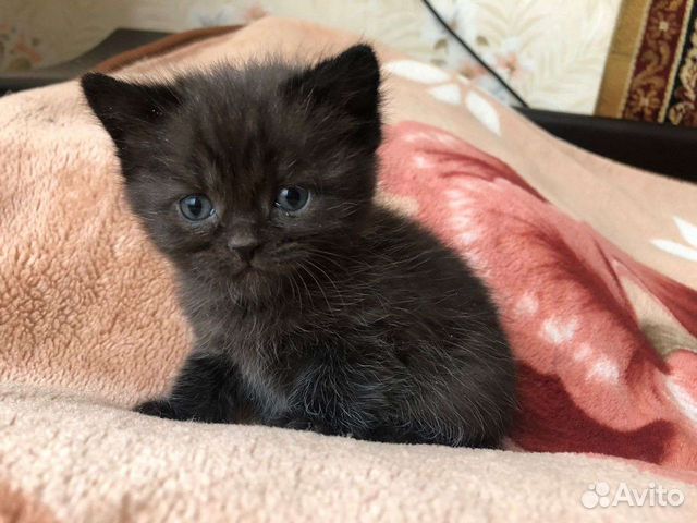 Британские котята