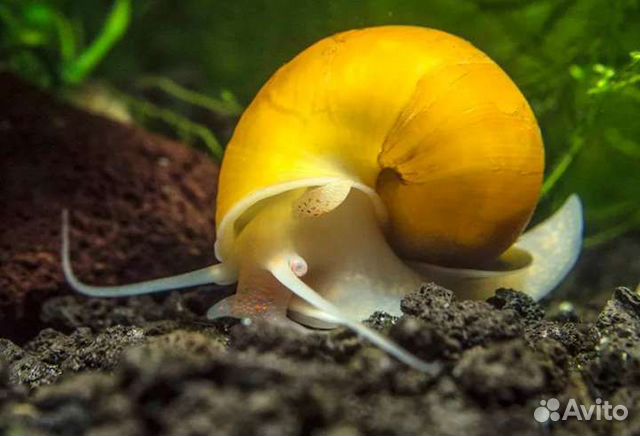 Улитки ампулярии