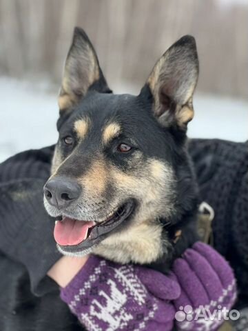 Макс очень ждёт вас в приюте