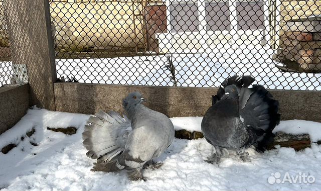 Продам голубей индийских павлинов