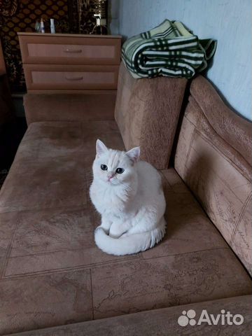 Котенок Британская Серебристая Шиншилла