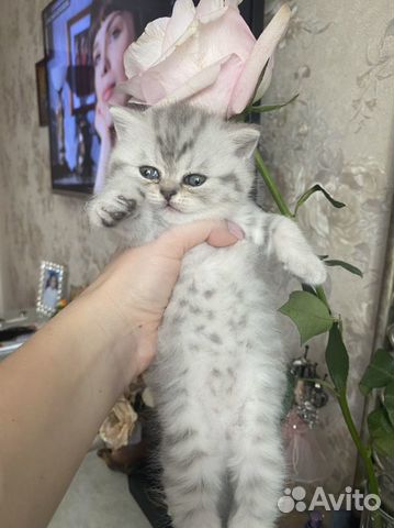 Шотландская