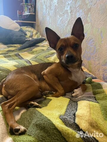 Вязка цвергпинчер