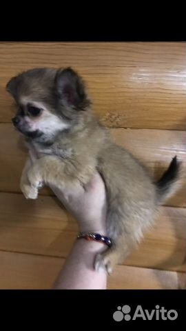 Крошка Чихуашка