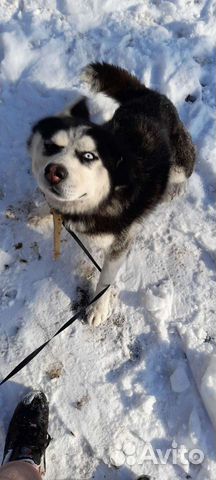 Сибирский хаски вязка