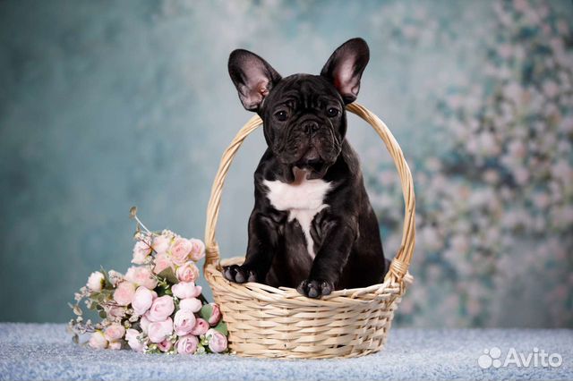 Французский бульдог