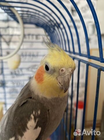 Продам попугая карелла