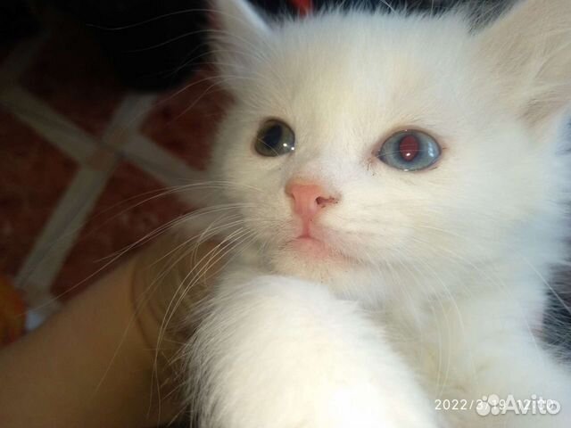 Котята турецкой ангоры