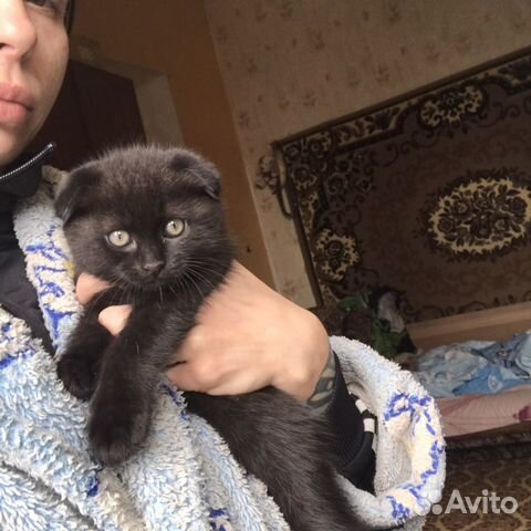 Черный котенок шотландец