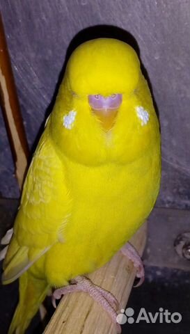 Птенчик, лимончик