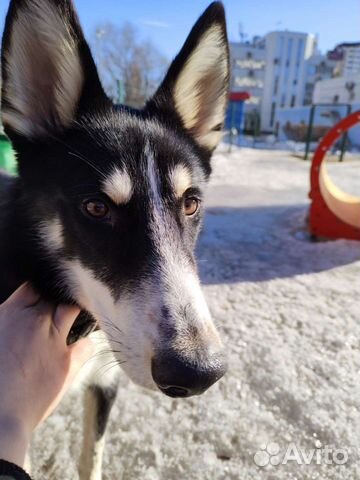 Щенок кобель