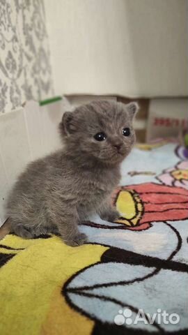 Шотландский кот