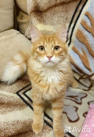 Рыжий котенок мальчик с роскошным хвостом