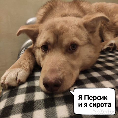 Персик ищет дом