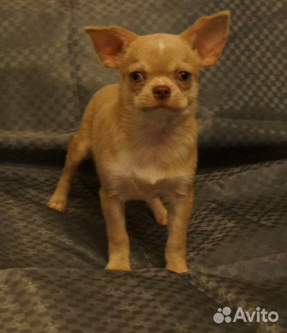 Мальчик Арчи