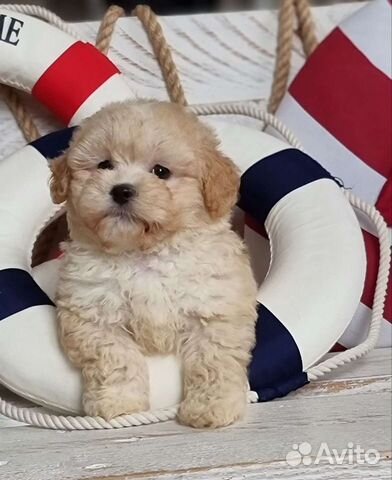 Мальчик мальтипу ф1 Барни