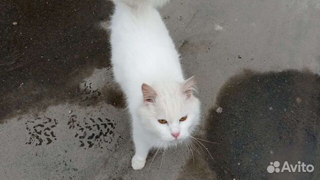 Красивая ласковая кошка живет на улице