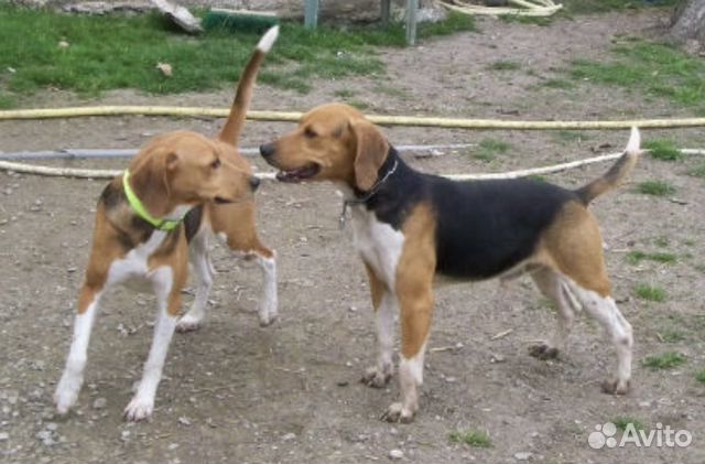 Вязка бигль-харьер