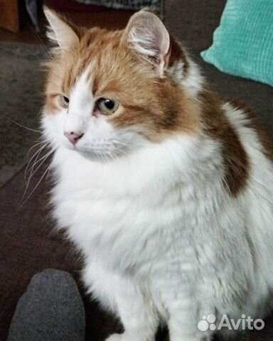 Ищем новый дом коту, потерявшему хозяйку