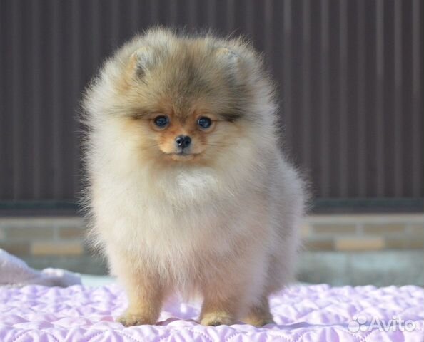 Померанский шпиц девочка