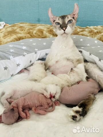 Котята сфинкс эльф (браш, велюр и 1 резинка)