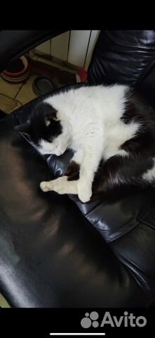 Отдам в добрые руки кошечку