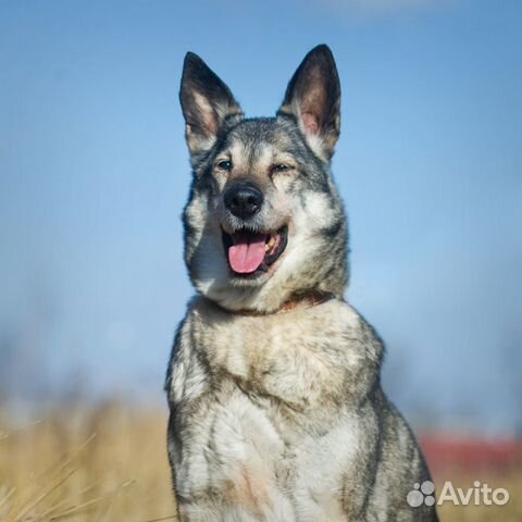 Спасите старичка Гришу из приюта