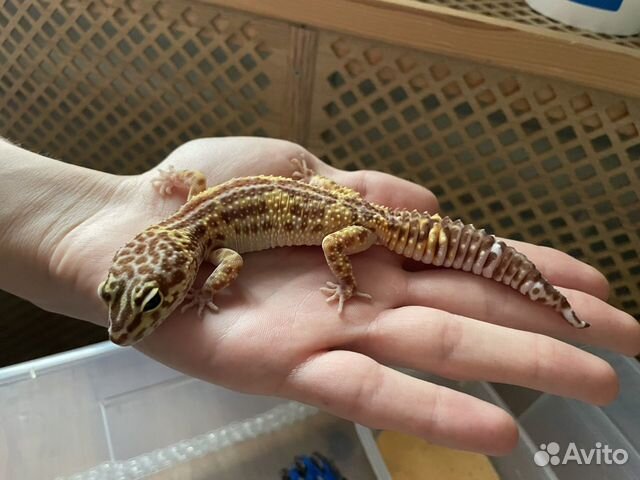 Эублефар морфы тремпер альбино