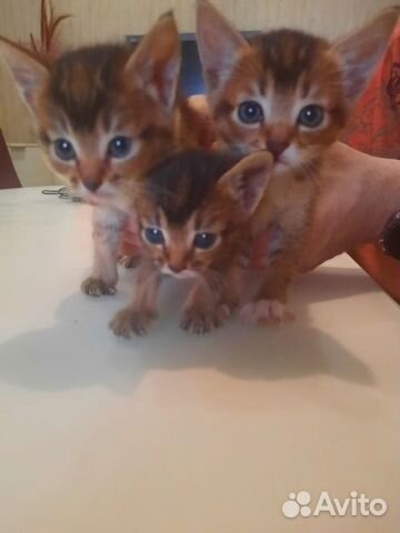 Абесинские котята
