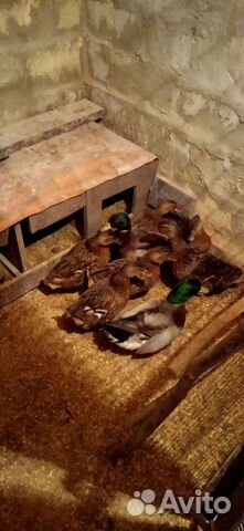 Утки подсадные для охоты