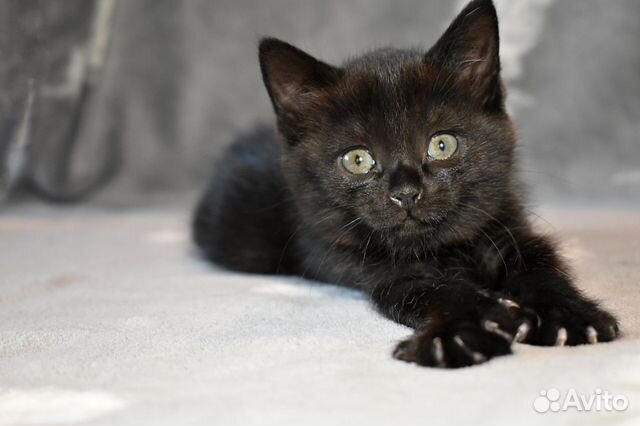 Котята в добрые руки (г. Обнинск, Калуга, Тула)