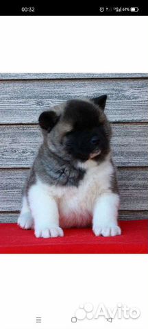 Американская акита ину