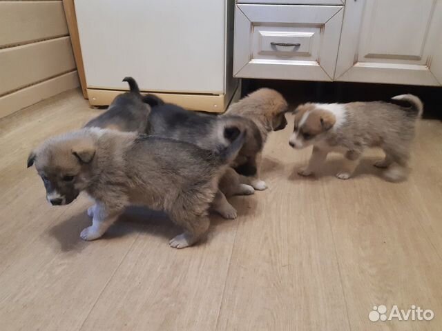 Щенки западно сибирской лайки