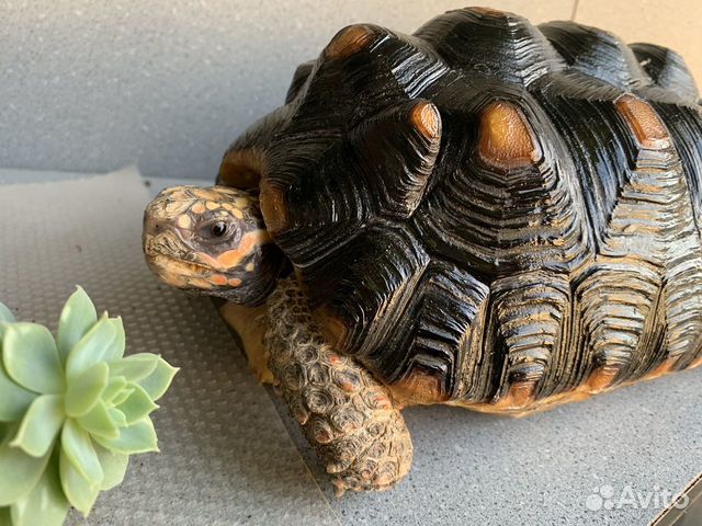 Черепаха угольная