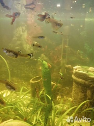 Мальки гуппи