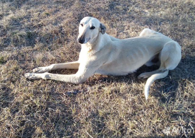 Борзая в добрые руки