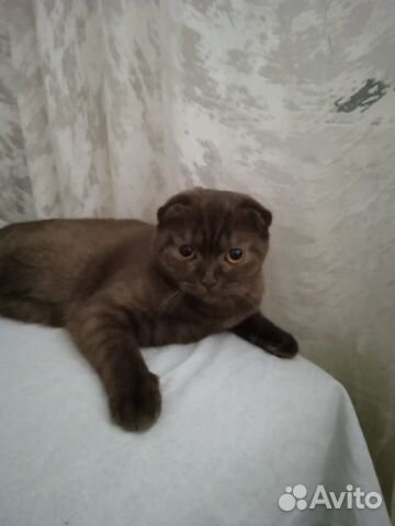 Шотландская вислоухая кошка бесплатно