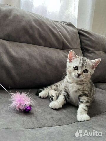 Британская кошка