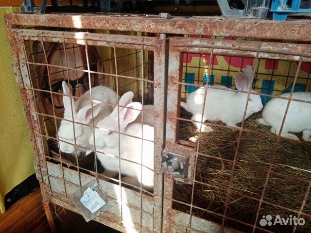 Кролики породы великан